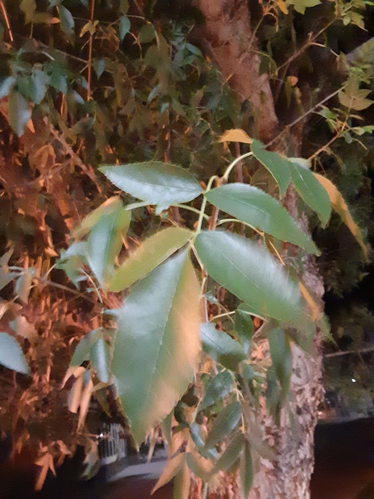 green ash in July 2020 by Delina Wille · iNaturalist