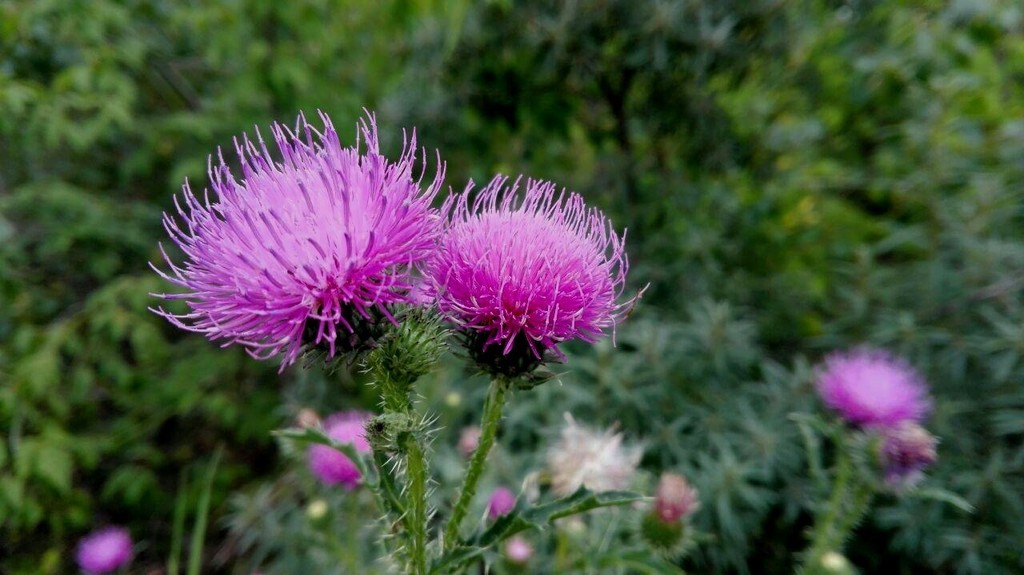 Broad-winged Thistle from Октябрьский р-н, Новосибирск, Новосибирская ...