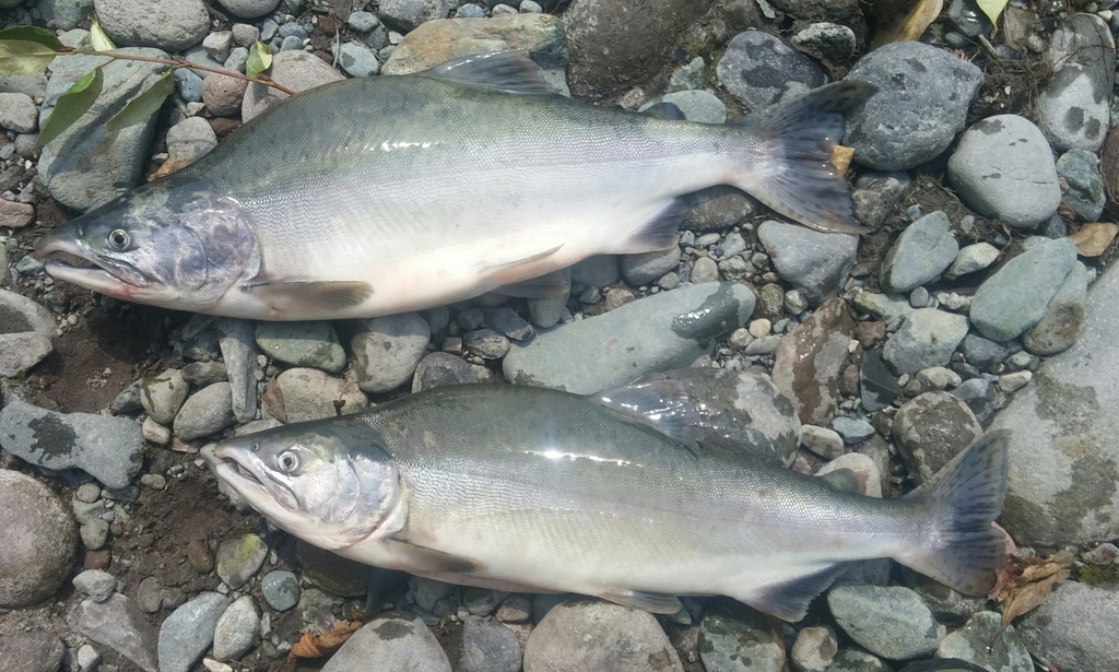 Pink Salmon (Oncorhynchus gorbuscha) - Marine Life Identification