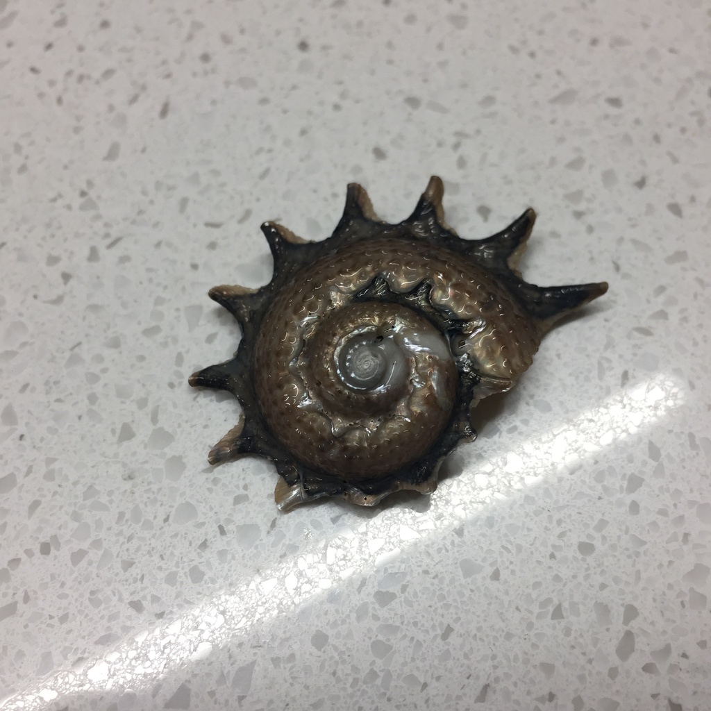 Circular Saw Shell from Raumati Beach, Paraparaumu Beach, Wellington ...