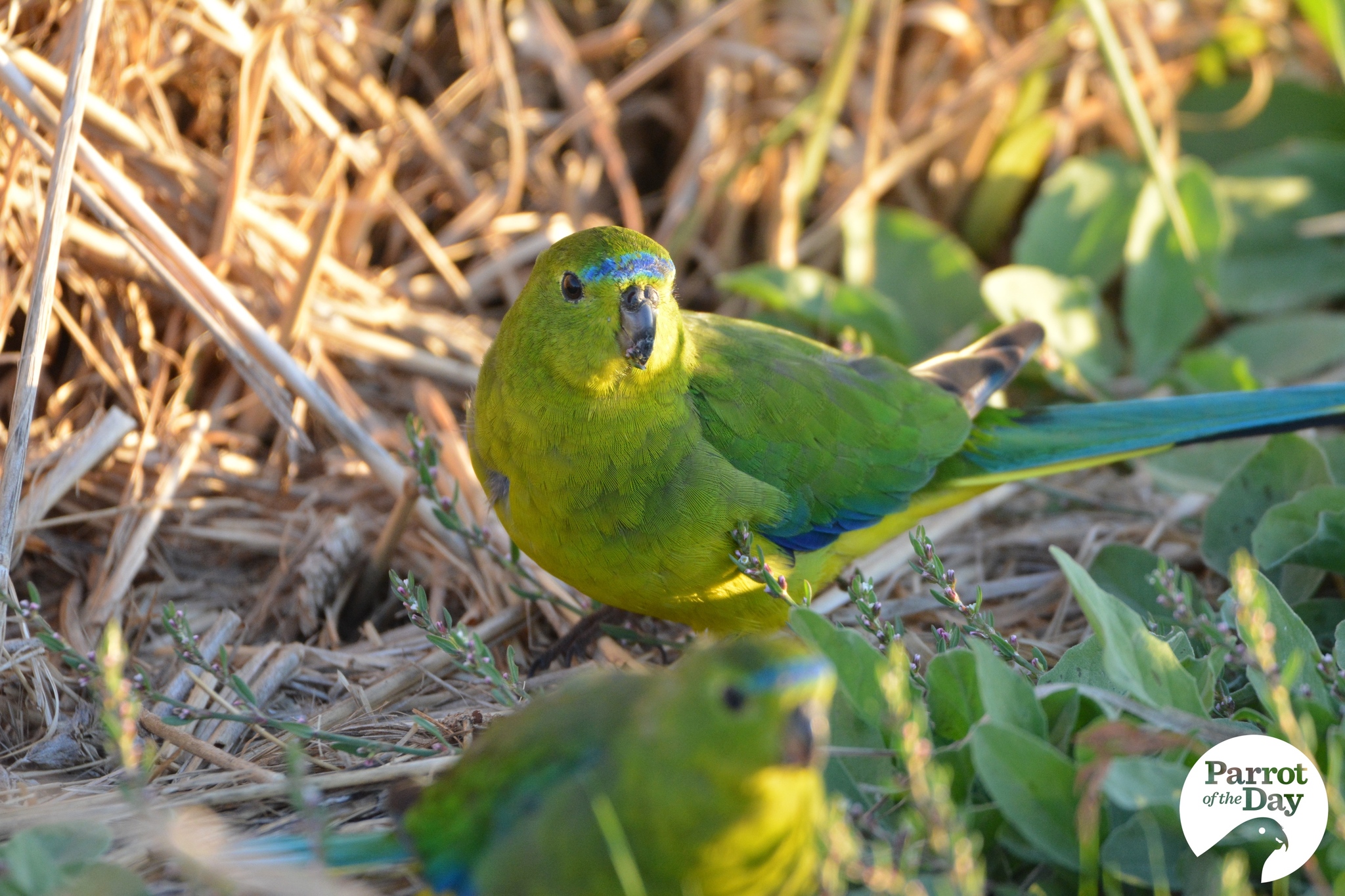 Neophema chrysogaster (Latham, 1790)