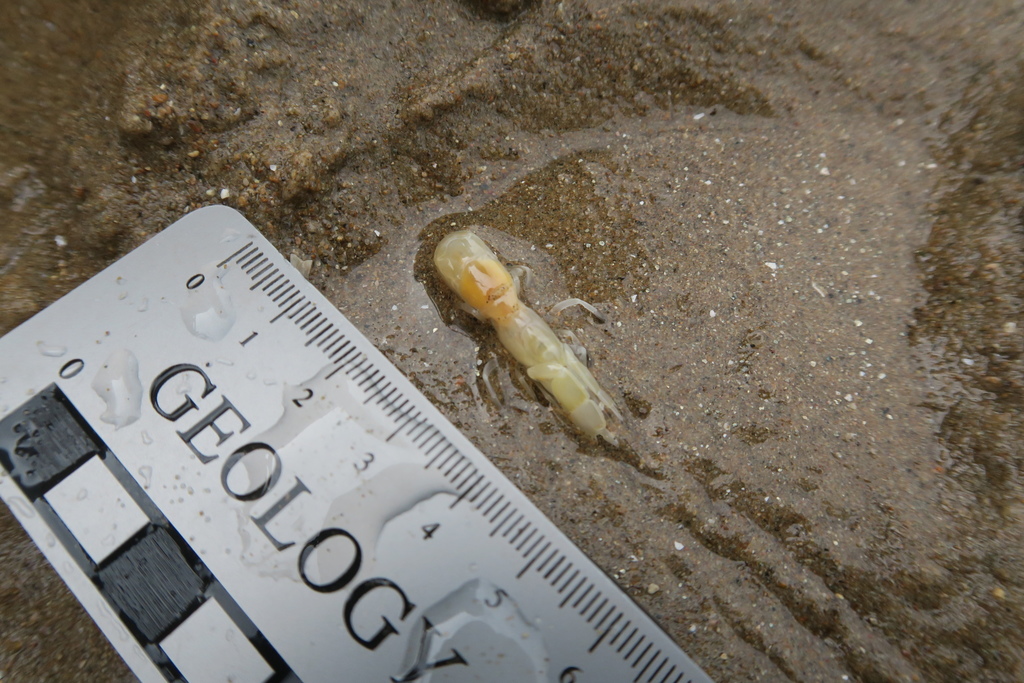 Neotrypaea japonica from 中国河北省秦皇岛市抚宁区 on July 16, 2020 at 05:00 PM by ...
