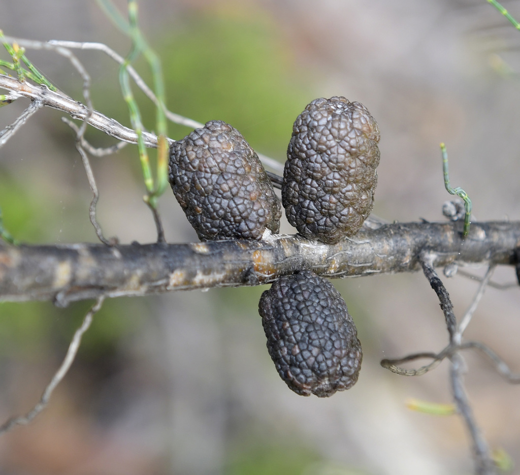 dwarf sheoak (Allocasuarina humilis) - Botanical Realm