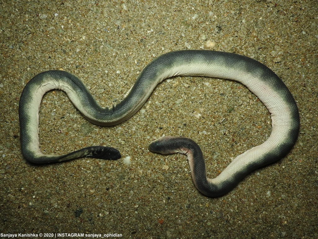 Viperine Sea Snake (Hydrophis viperinus) - Snakes and Lizards