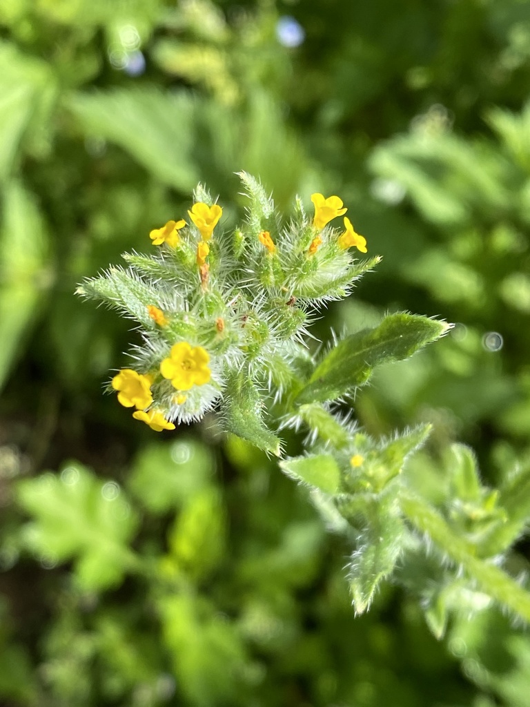 Common Fiddleneck from Great Britain, Thetford, England, GB on July 20 ...
