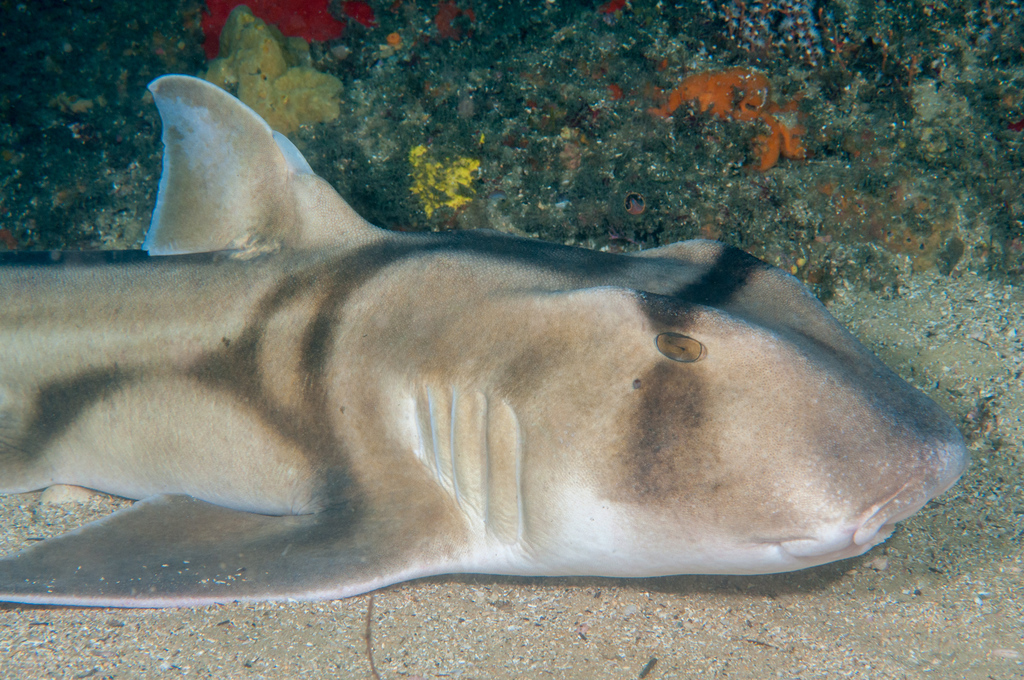 Port Jackson Shark (Heterodontus portusjacksoni) - Marine Life ...