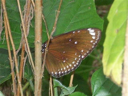 Blue Spotted Crow (Subspecies Euploea midamus singapura) · iNaturalist