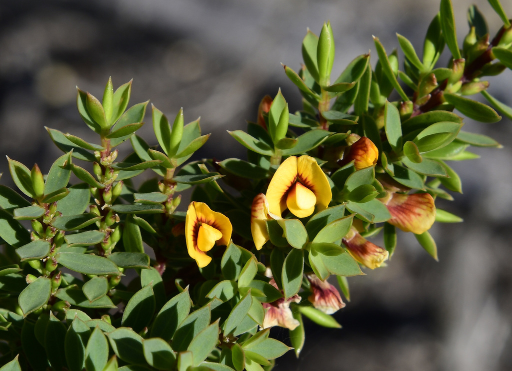 Egg and Bacon Plant (Eutaxia myrtifolia) - Botanical Realm