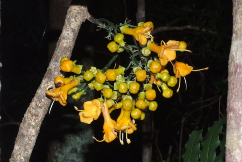 Oxera coriacea · iNaturalist