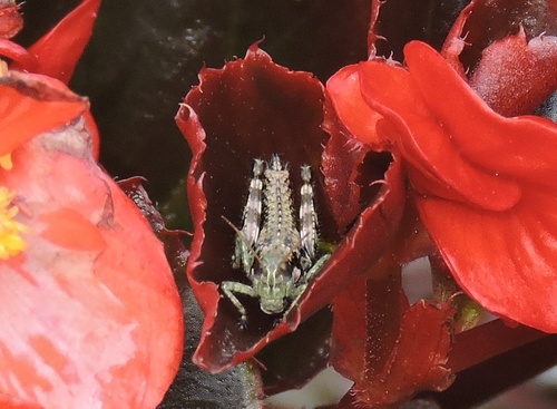 Grizzly Locust (Subspecies Melanoplus punctulatus punctulatus ...
