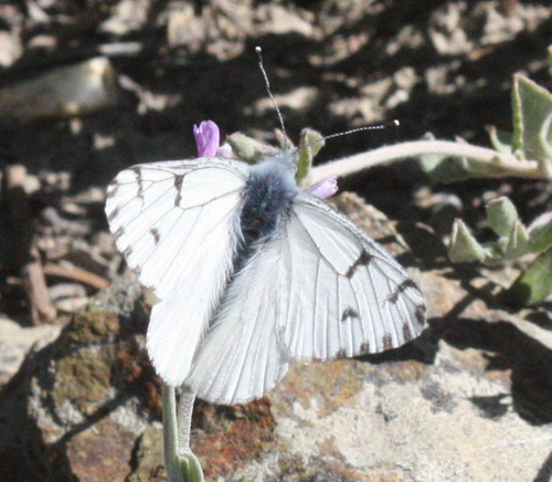 Spring White (Butterflies / Moths of Highline Lake State Park ...