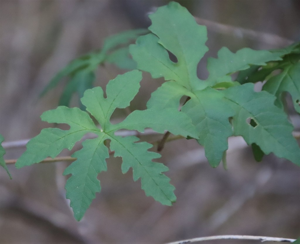 Alamo vine from Near East Side, San Antonio, TX, USA on July 19, 2020 ...