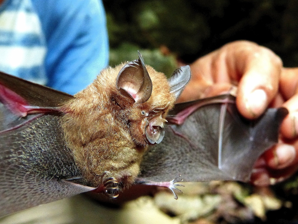 Andaman horseshoe bat (Rhinolophus cognatus) - Know Your Mammals