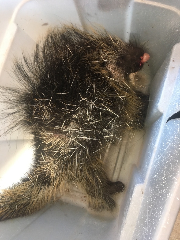 North American Porcupine from FM-1431, Round Rock, TX, US on July 20 ...