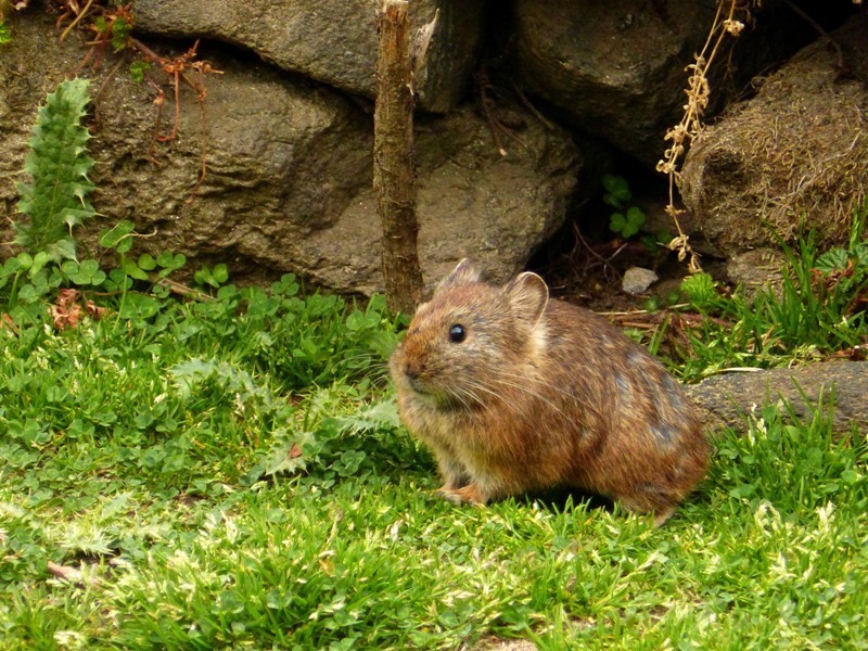 Himalayan Pika from Chopta, Uttarakhand 246495, India on April 19, 2016 ...