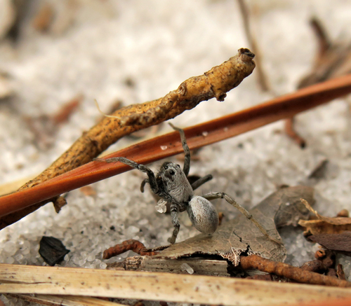 Archbold's Burrowing Wolf Spider (Subspecies Geolycosa xera archboldi ...