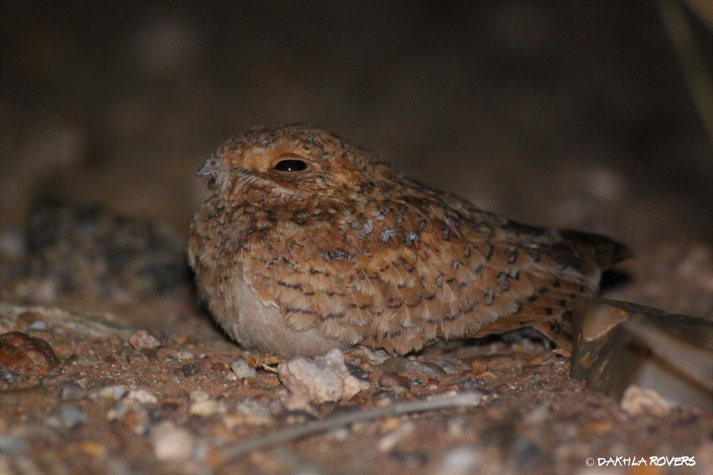 Golden Nightjar in April 2019 by Martina Milanese. Spring 2019 was the ...