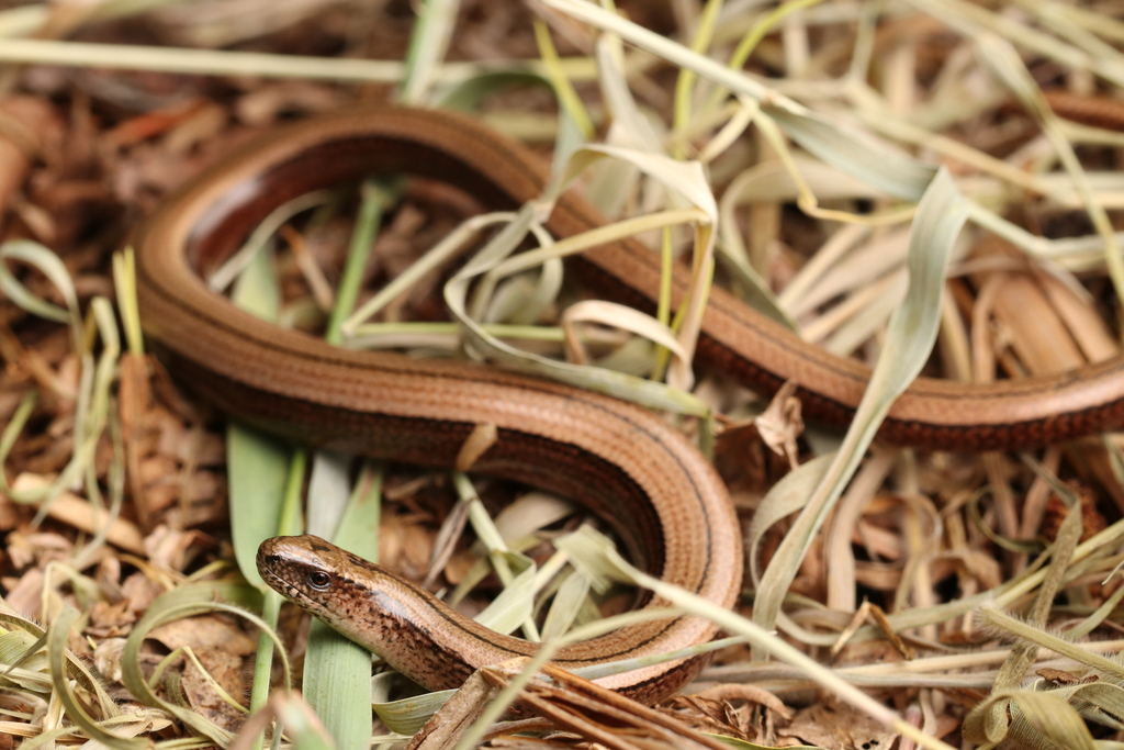 Orvet commun (Guide de la biodiversité de la Colline du Roule ...