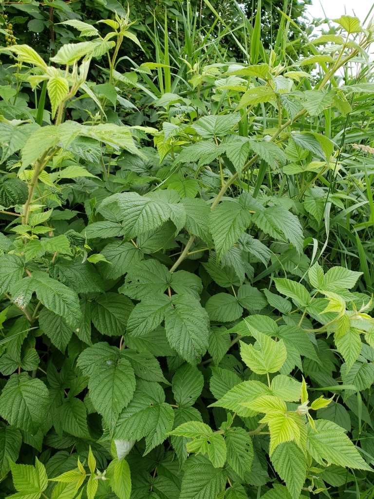 American red raspberry from Macdonald, Meredith and Aberdeen Additional ...