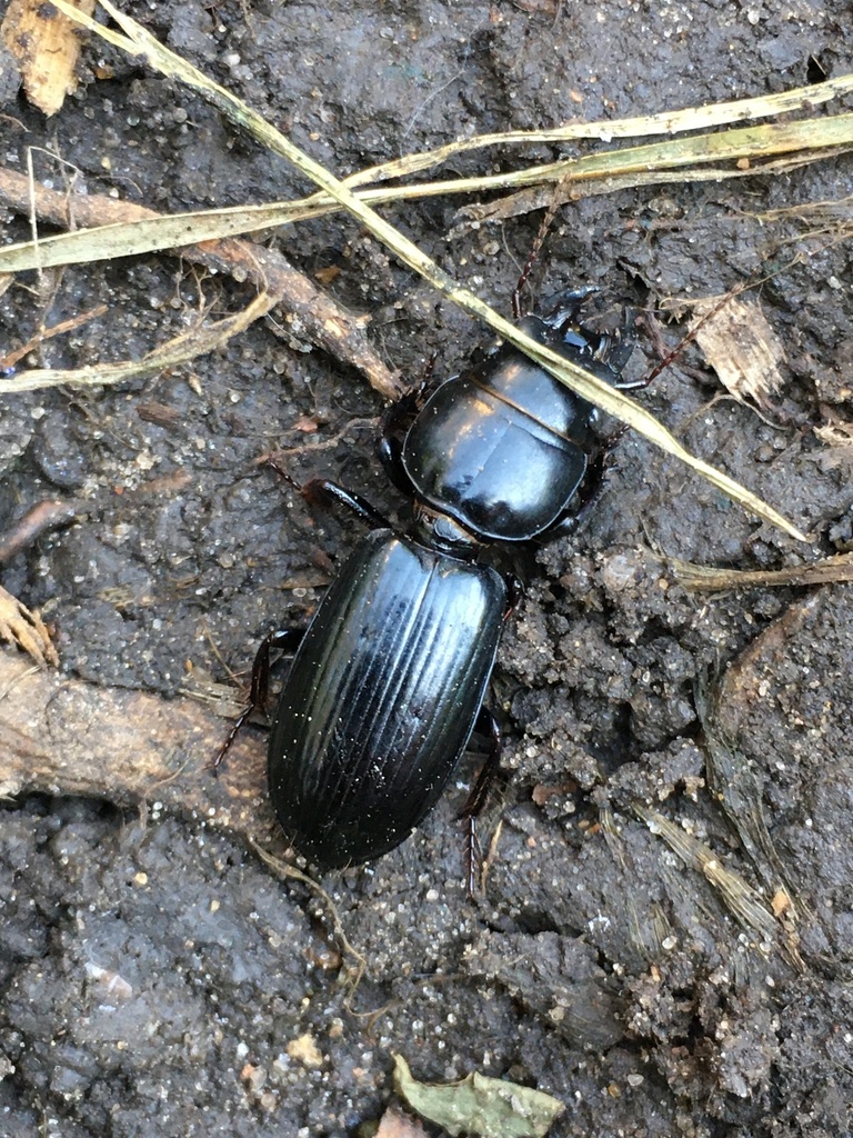 Big-headed Ground Beetle from Baker Ave, Mankato, MN, US on July 17 ...