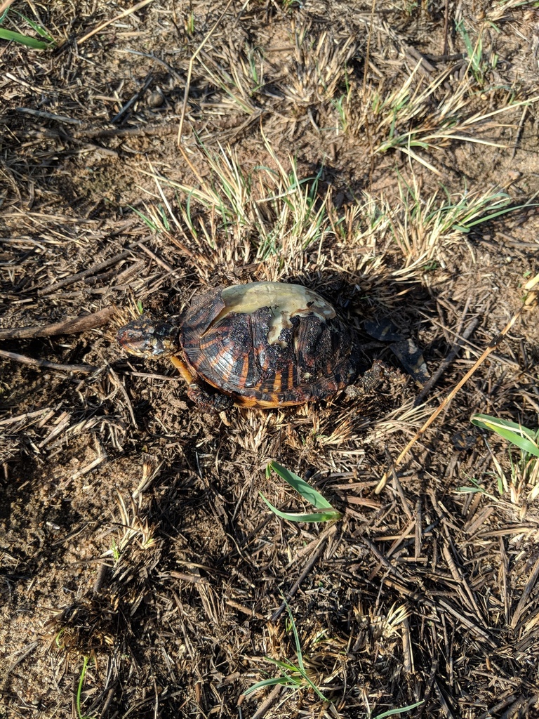 Ornate Box Turtle from Kingman, Kansas, United States on July 18, 2018 ...