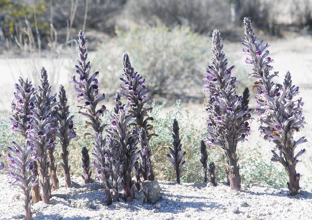 desert broomrape (Aphyllon cooperi) - Botanical Realm