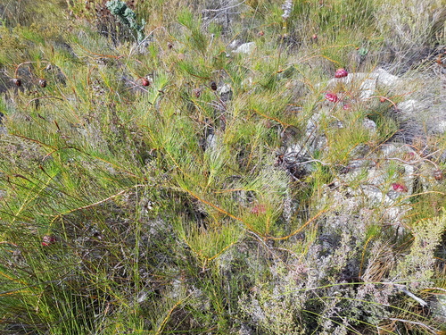 Photo 85506573, (c) Peter Thompson, some rights reserved (CC BY-NC ...