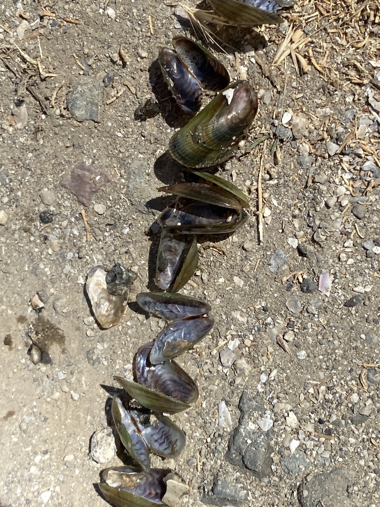 Asian Date Mussel from Brewer Island, Foster City, CA, US on July 20 ...