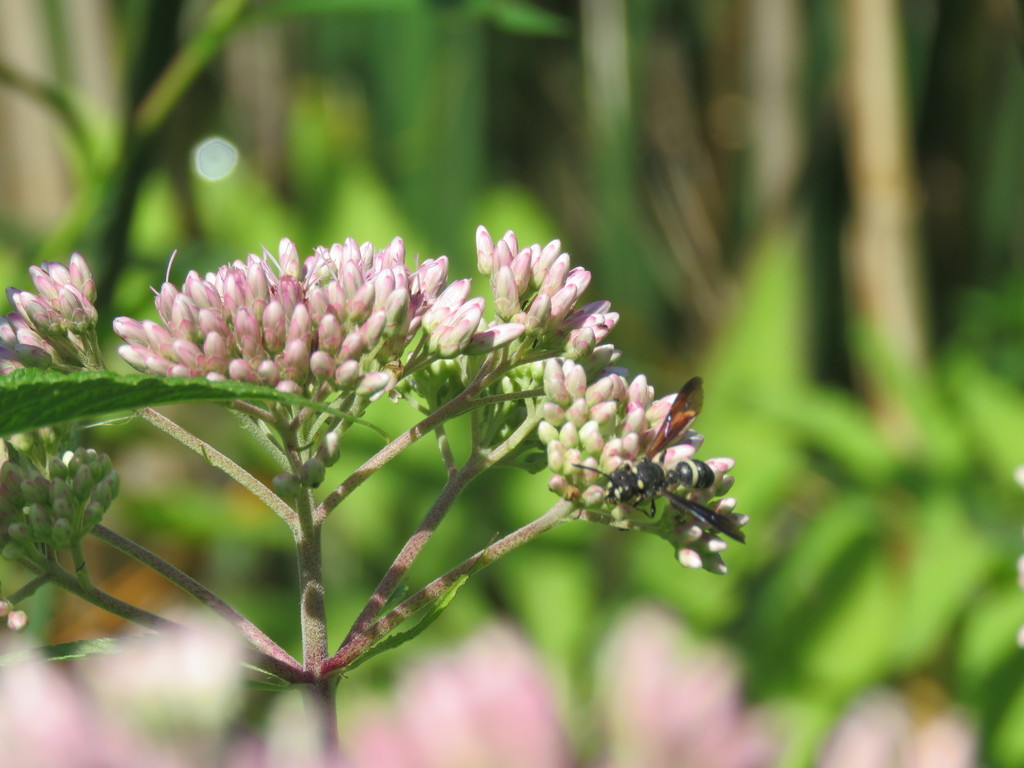 Smoky-winged Beetle Bandit Wasp from Springfield, VT 05156, USA on July ...