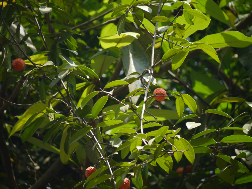 (Salacia macrosperma) - Botanical Realm
