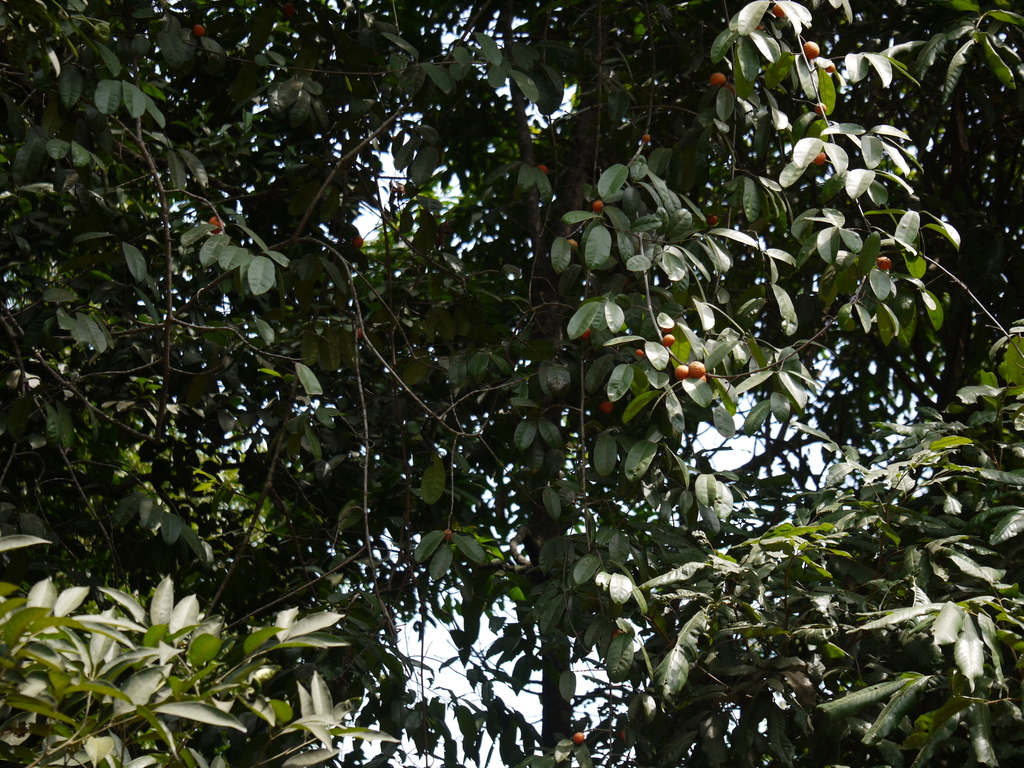(Salacia macrosperma) - Botanical Realm