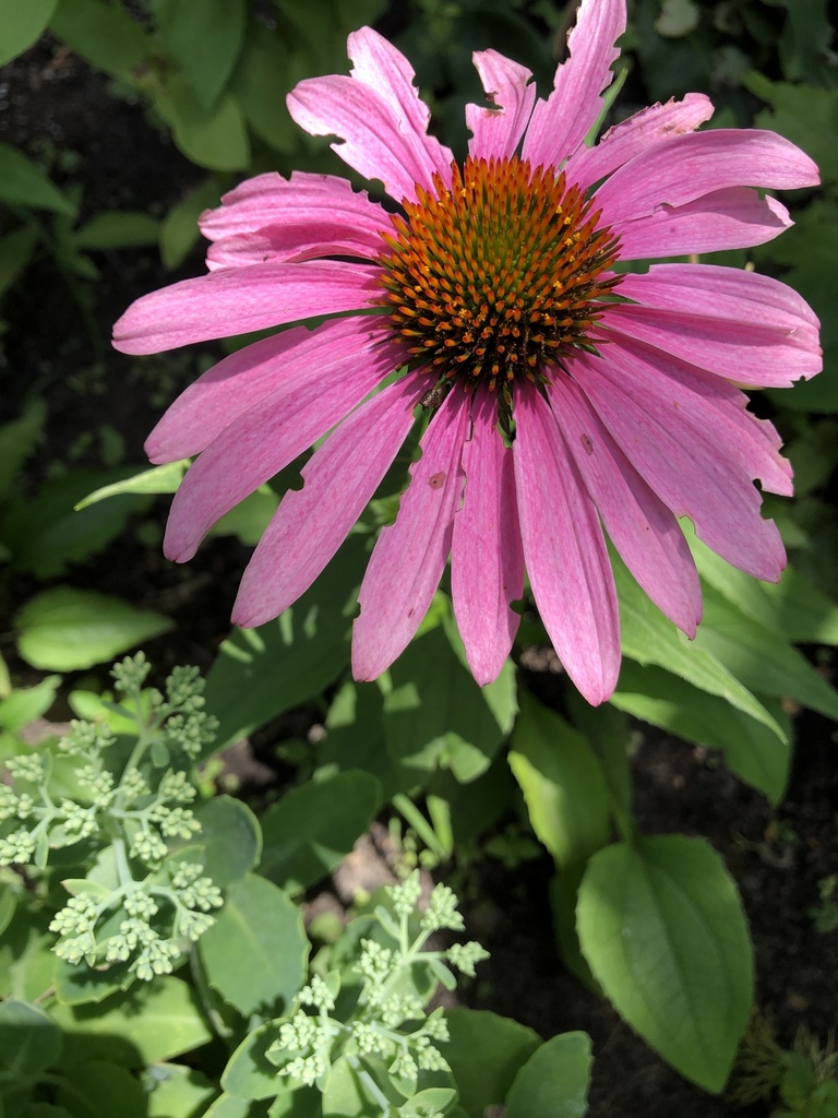 purple coneflower from River Ln, Anoka, MN, US on July 20, 2020 at 01: ...