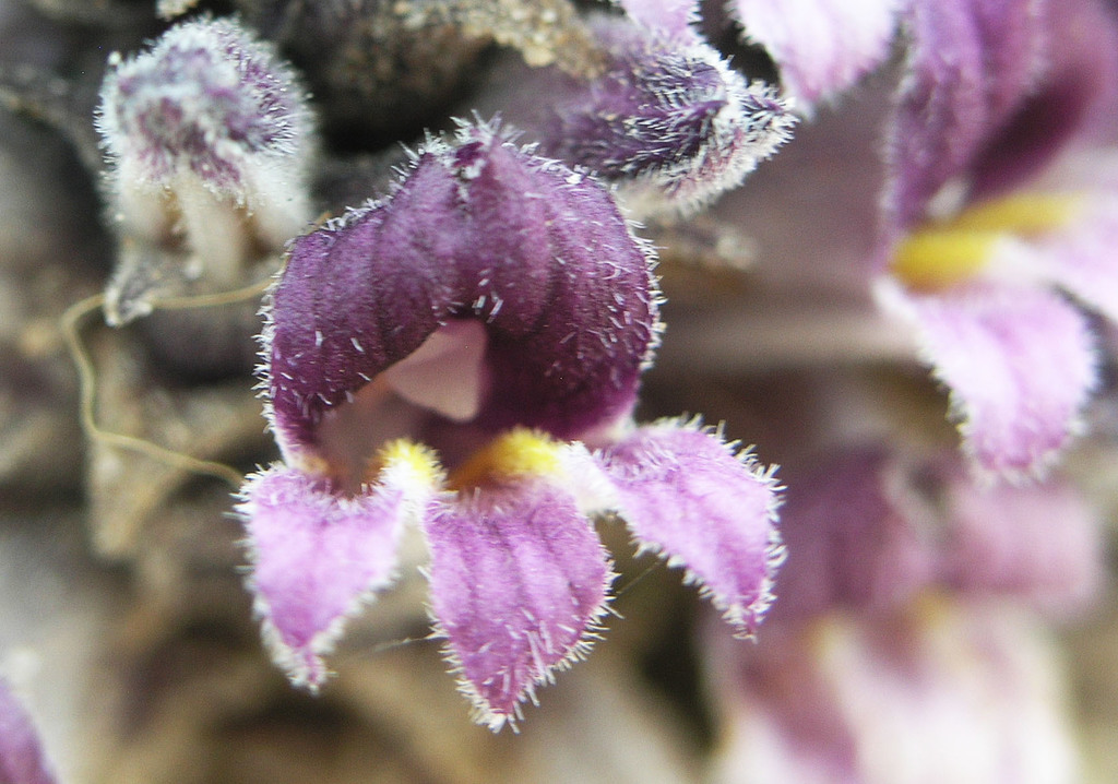 desert broomrape (Aphyllon cooperi) - Botanical Realm
