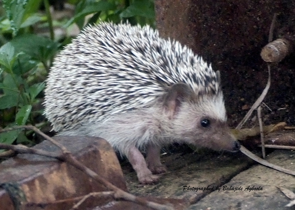 Four-toed Hedgehog (Atelerix albiventris) - Know Your Mammals
