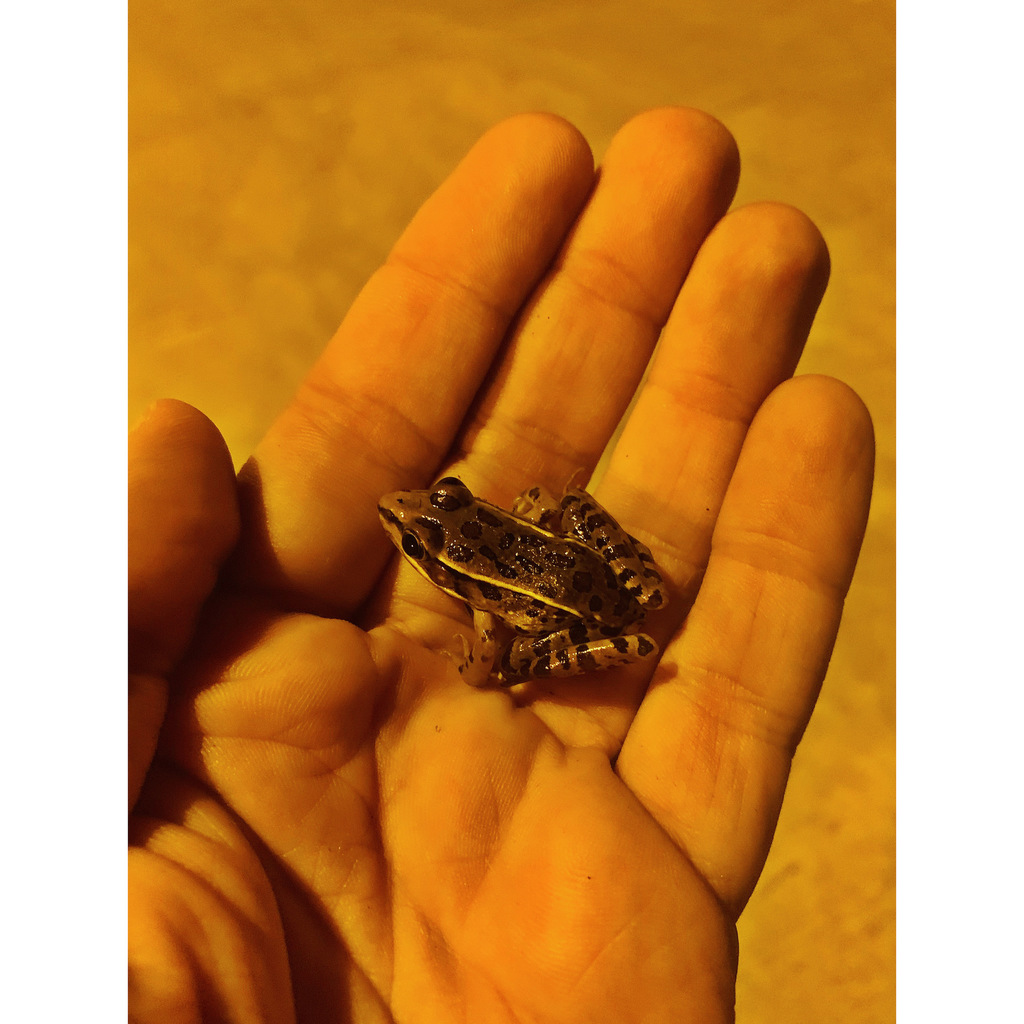 Transverse Volcanic Leopard Frog from Santa Cruz de las Flores, Jal ...