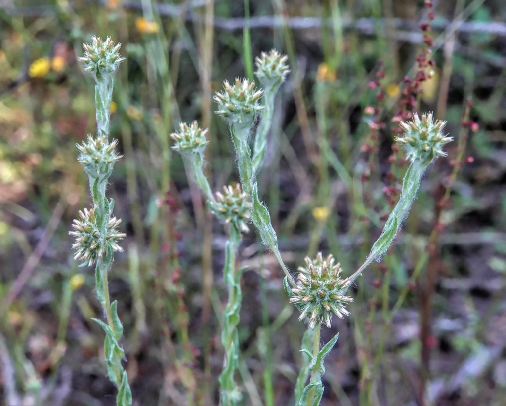Common Cudweed from Ladysmith, BC, Canada on July 19, 2020 at 08:55 AM ...