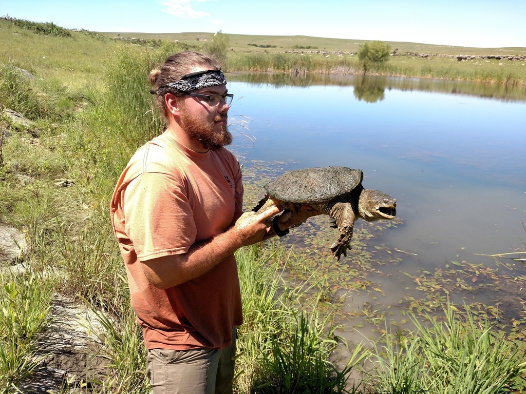 Common Snapping Turtle from Elk, Kansas, United States on August 21 ...
