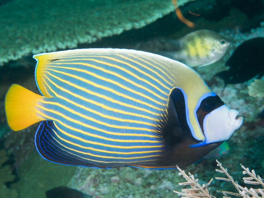 Emperor Angelfish (Edible Saltwater Fish ( Reef )) · iNaturalist