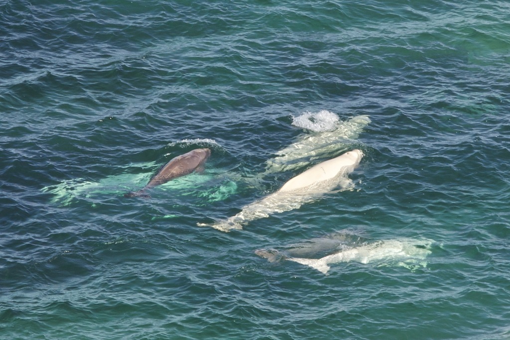 Beluga (Delphinapterus leucas) - Marine Life Identification