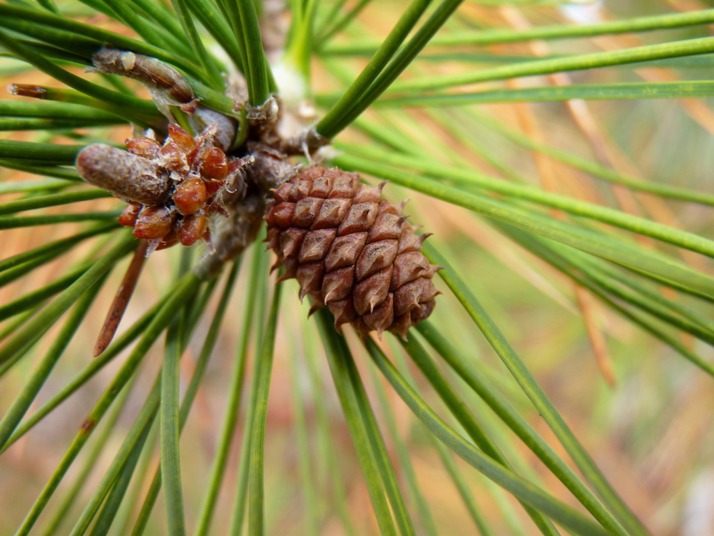 shortleaf pine (Pinus echinata) - Botanical Realm