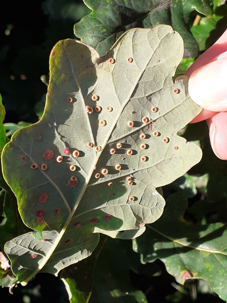 Silk-Button Spangle Gall Wasp from Liverpool L16 0JP, UK on July 20 ...
