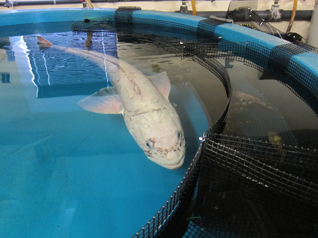 Antarctic toothfish (Dissostichus mawsoni) - Marine Life Identification