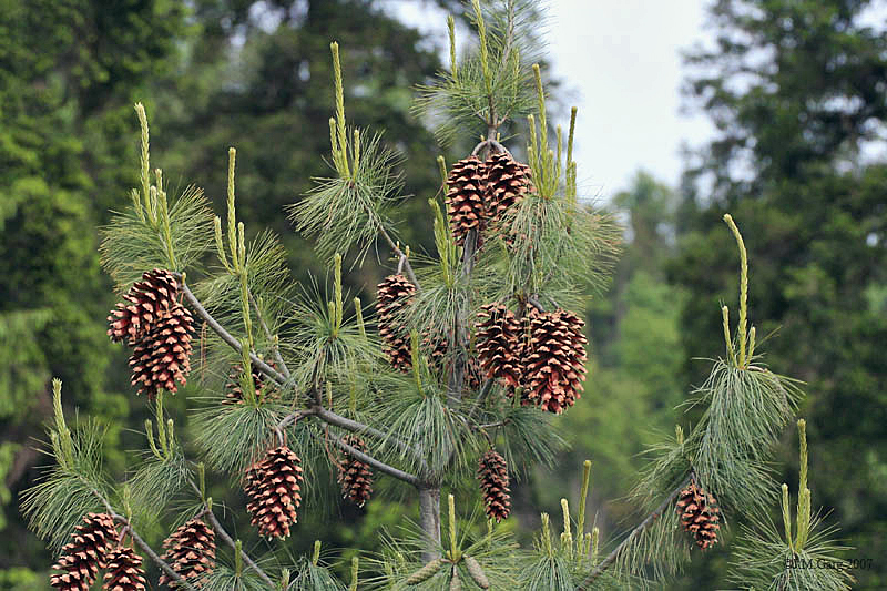 blue pine (Pinus wallichiana) - Botanical Realm