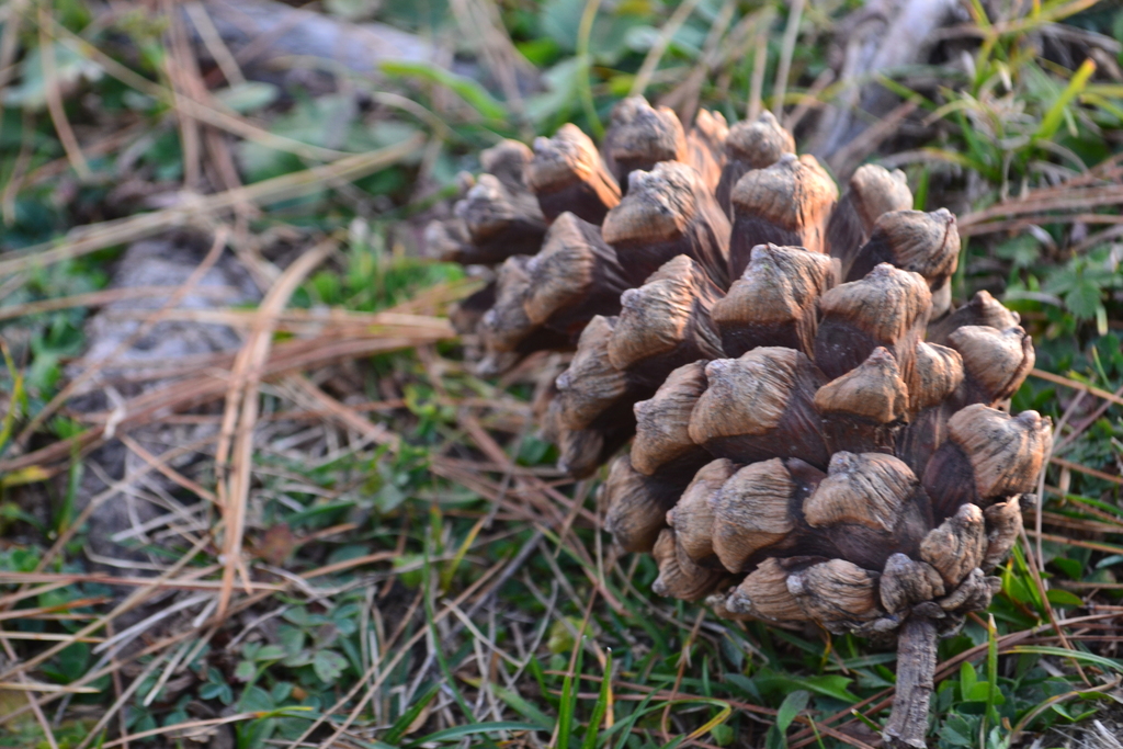 blue pine (Pinus wallichiana) - Botanical Realm