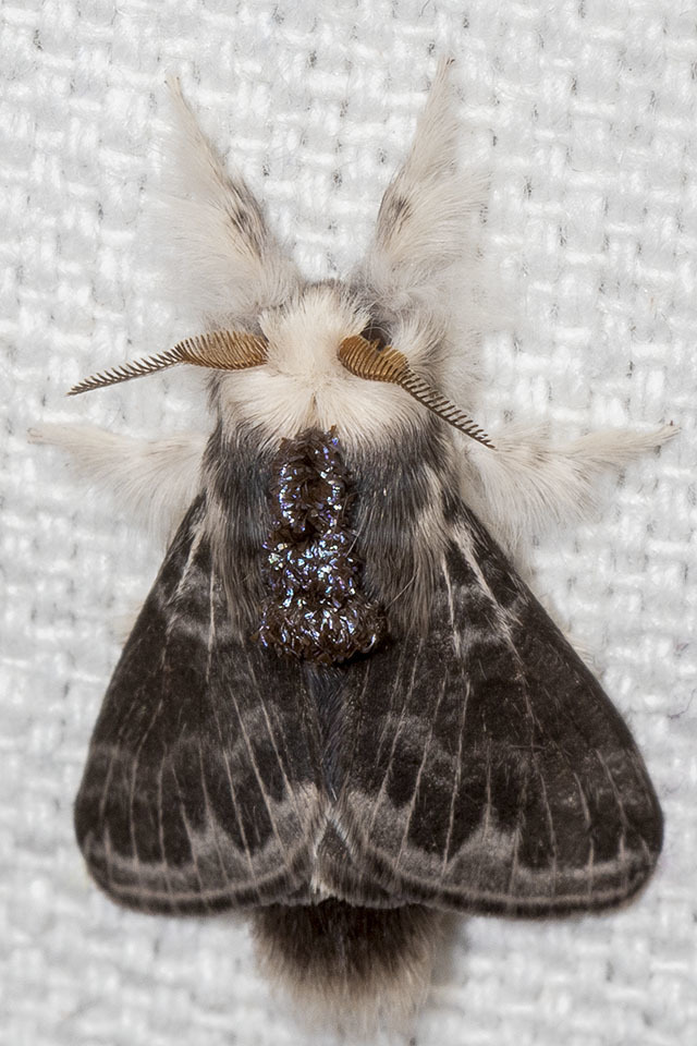 Larch Tolype Moth from Crystal Bay - Lakeview Park - Britannia Village ...