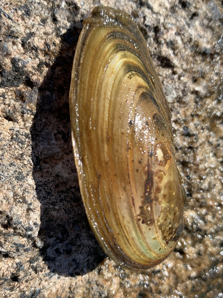 Western Floater from Comox-Strathcona, CA-BC, CA on July 19, 2020 at 05 ...