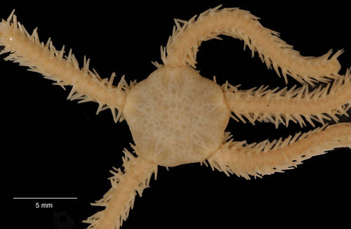 Amphiura belgicae · iNaturalist United Kingdom