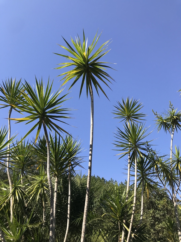 Madagascar Dragon-tree (Wings of the World) · iNaturalist