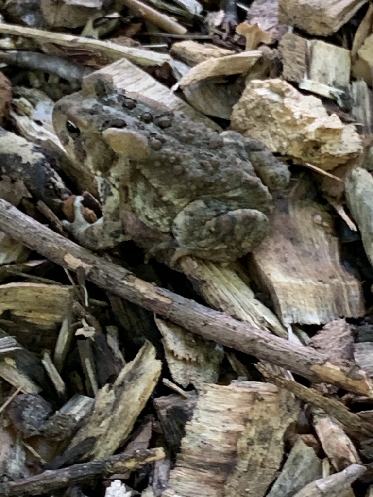 American Toad from Beaver Meadow Rd, Norwich, VT, US on July 20, 2020 ...