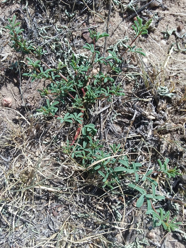 Two-grooved Milkvetch from Nunn, CO 80648, USA on July 20, 2020 at 10: ...